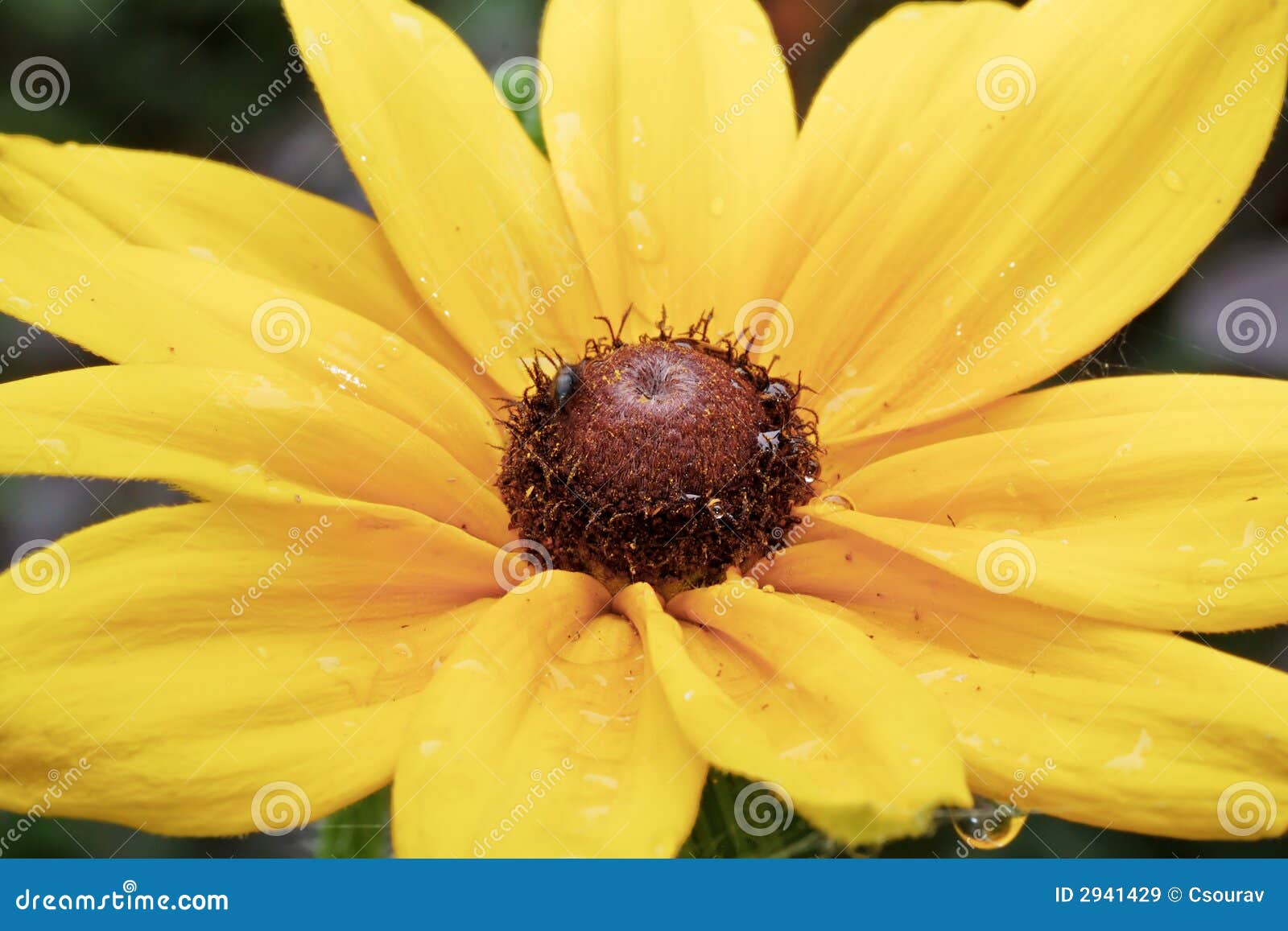 Yellow flower closeup stock image. Image of floral, nature - 2941429