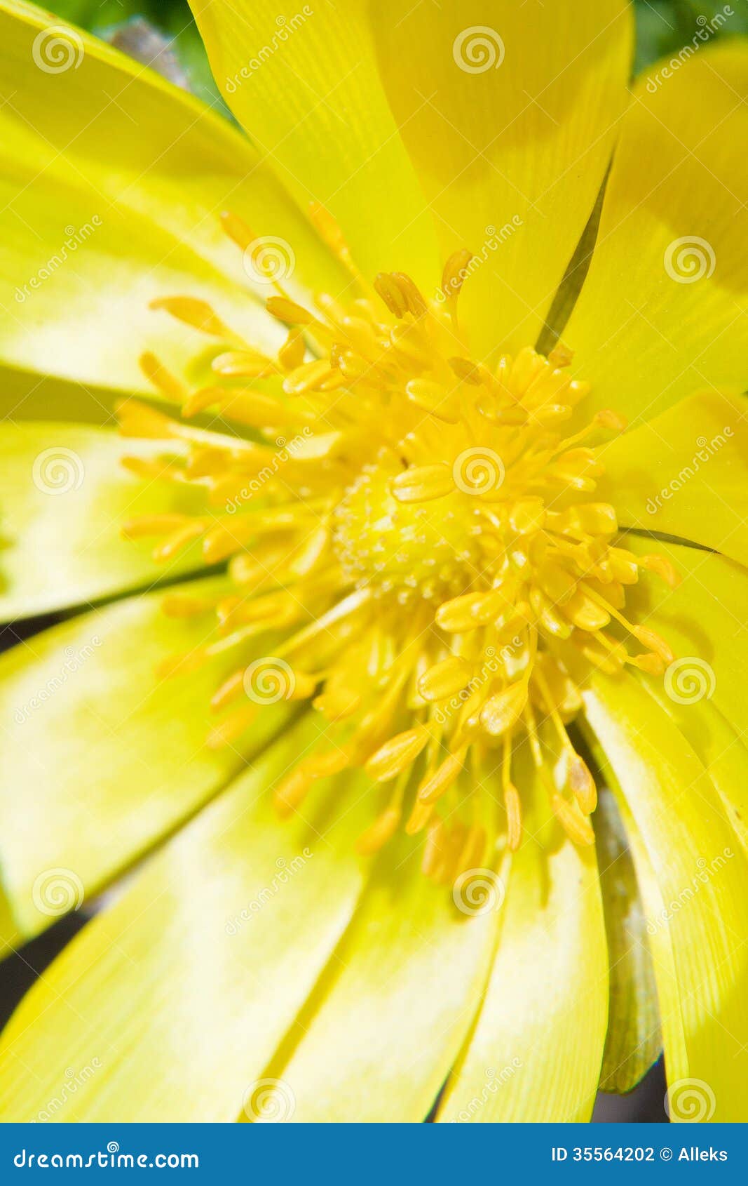 Yellow flower closeup stock photo. Image of colorful - 35564202