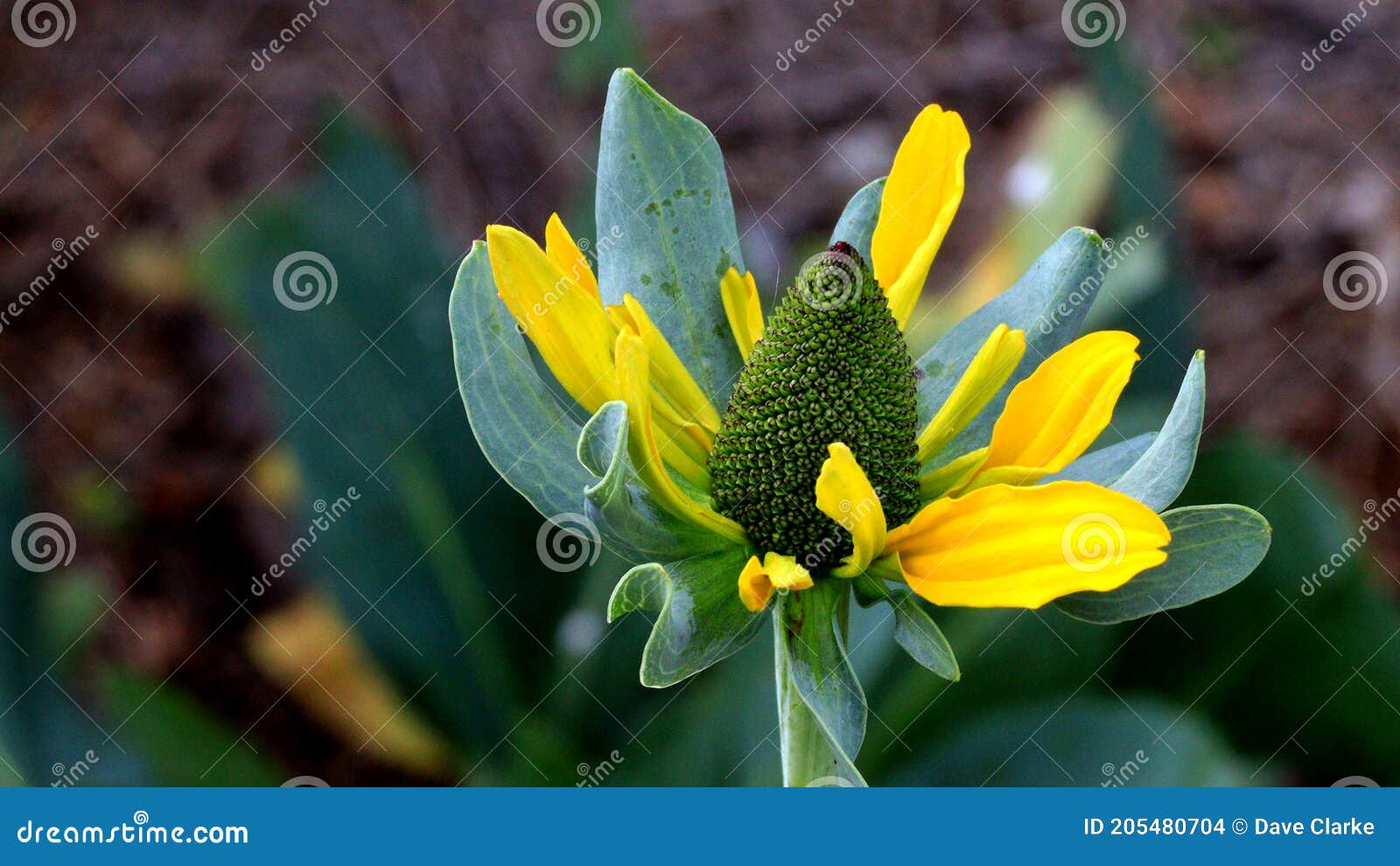 Yellow Flower Missing Petals Stock Photo - Image of floral, outdoors ...