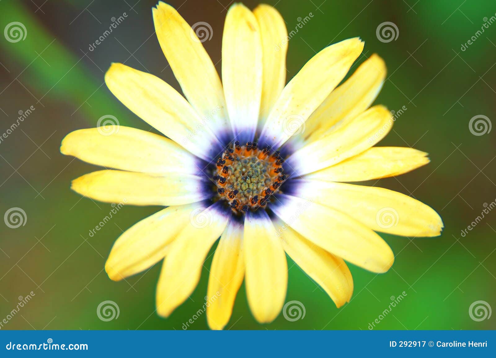 Yellow Flower with Colored Middle Stock Image - Image of nature, tree ...