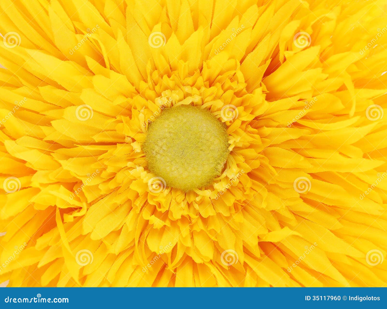 Yellow Flower Core Closeup. Stock Photo - Image of background, garden ...