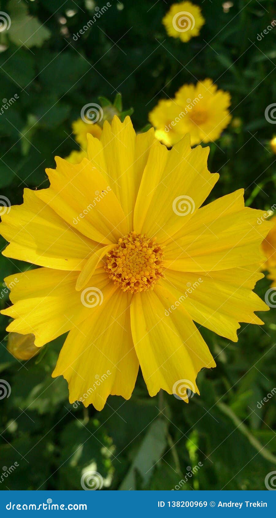 Yellow Flower of Coreopsis Lanceolate Stock Image - Image of spring ...