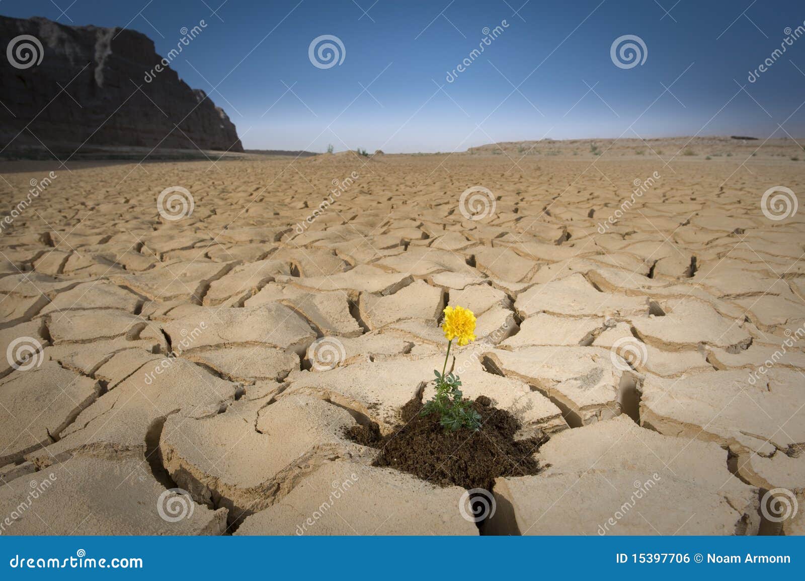 Yellow flower cracked soil stock photo. Image of desert - 15397706