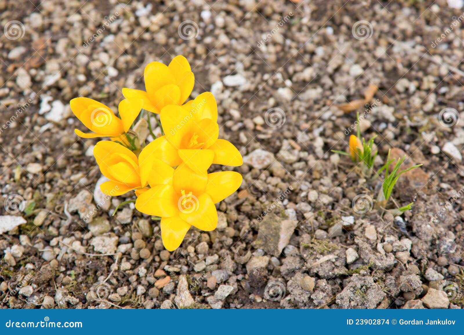 Yellow Flower - Crocus (Yellow Crocus) Stock Photo - Image of head ...