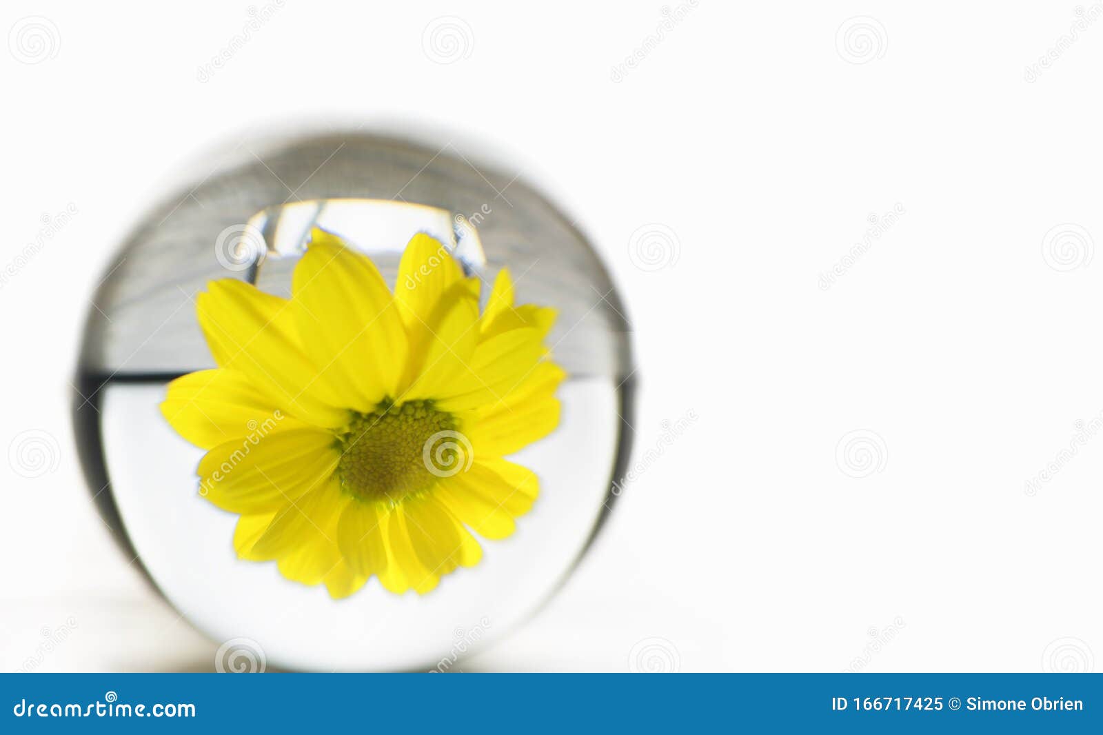 Yellow Flower Daisy in a Glass Sphere. Abstract Flower Concept Stock ...