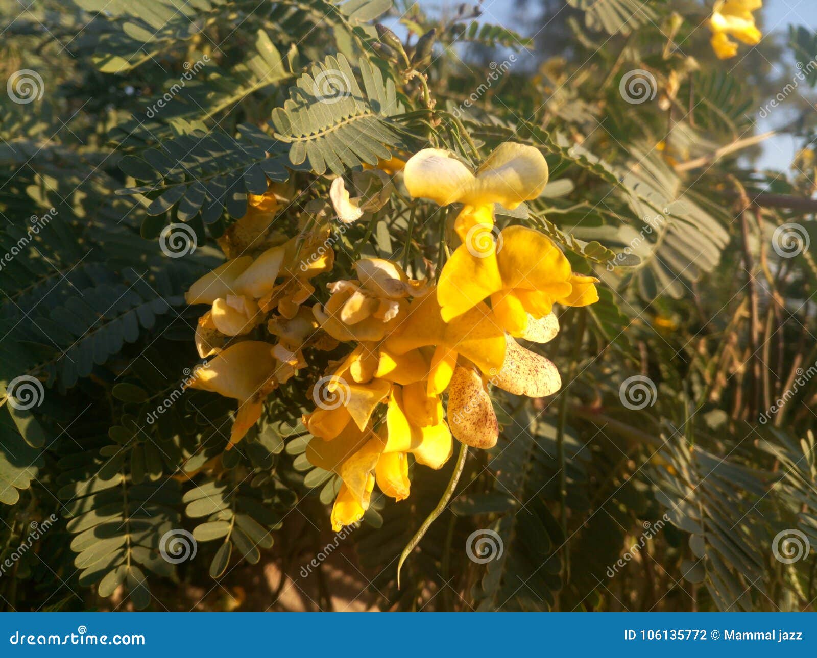 Yellow Flower stock photo. Image of december, morning - 106135772