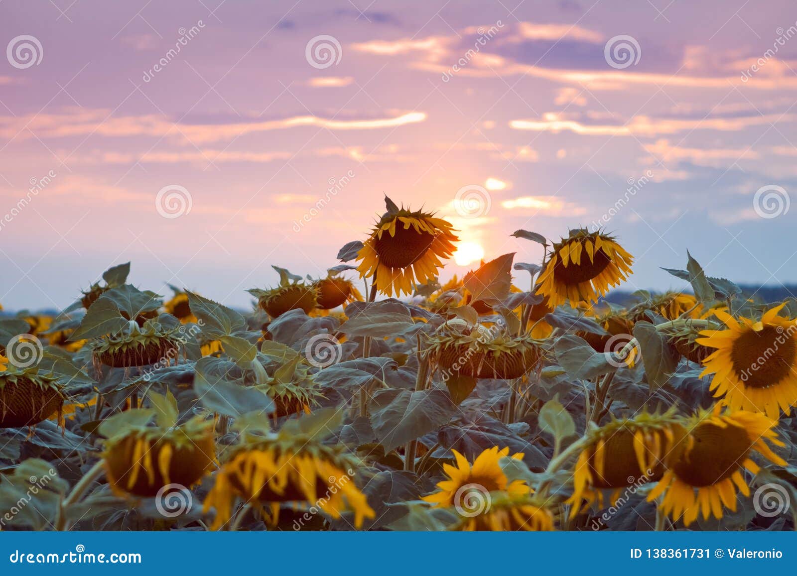 Yellow Flower Discs In Sunflower Field Against Cloudy Sunset Sky