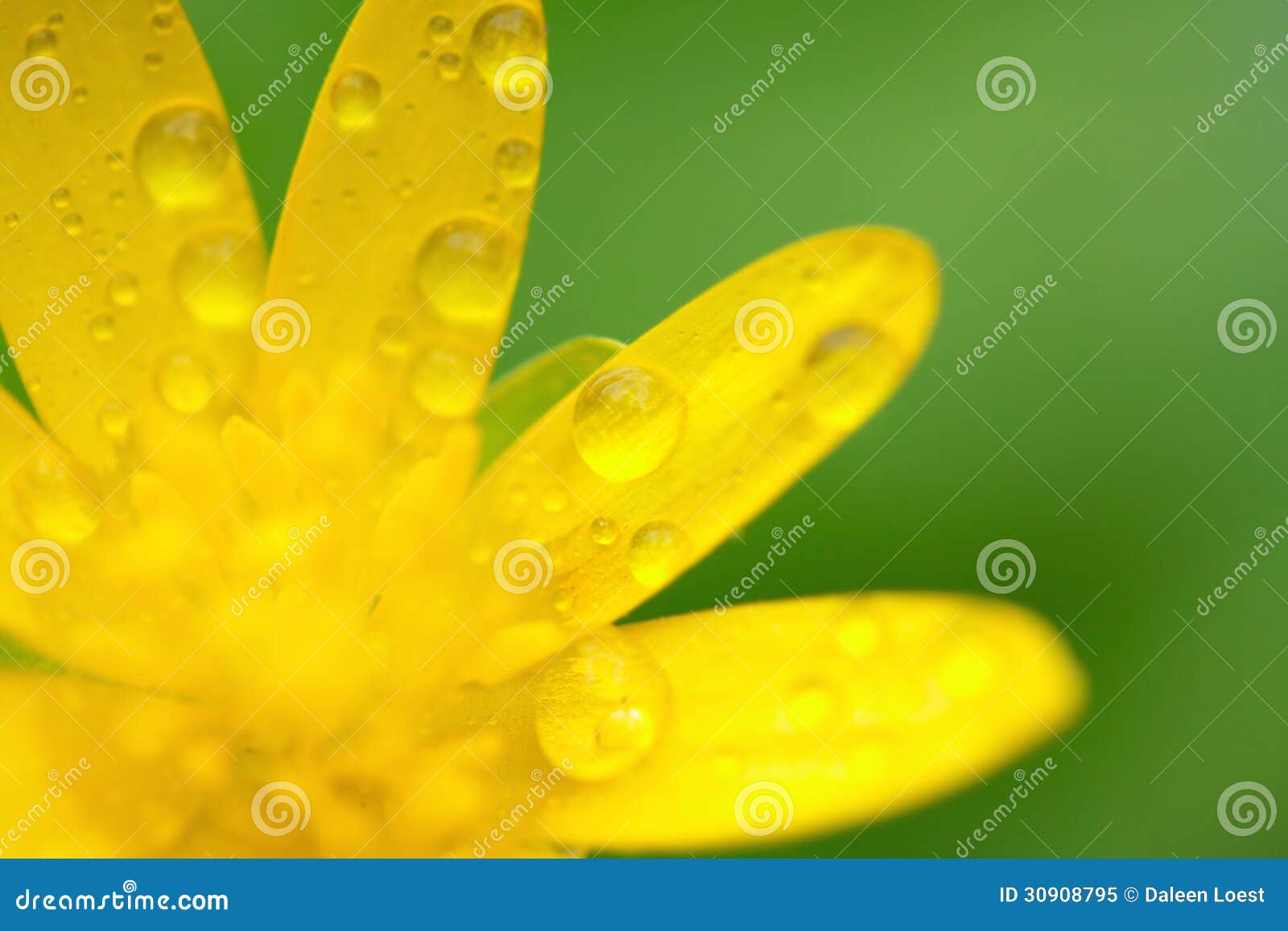 Yellow flower drops stock image. Image of spring, canada - 30908795