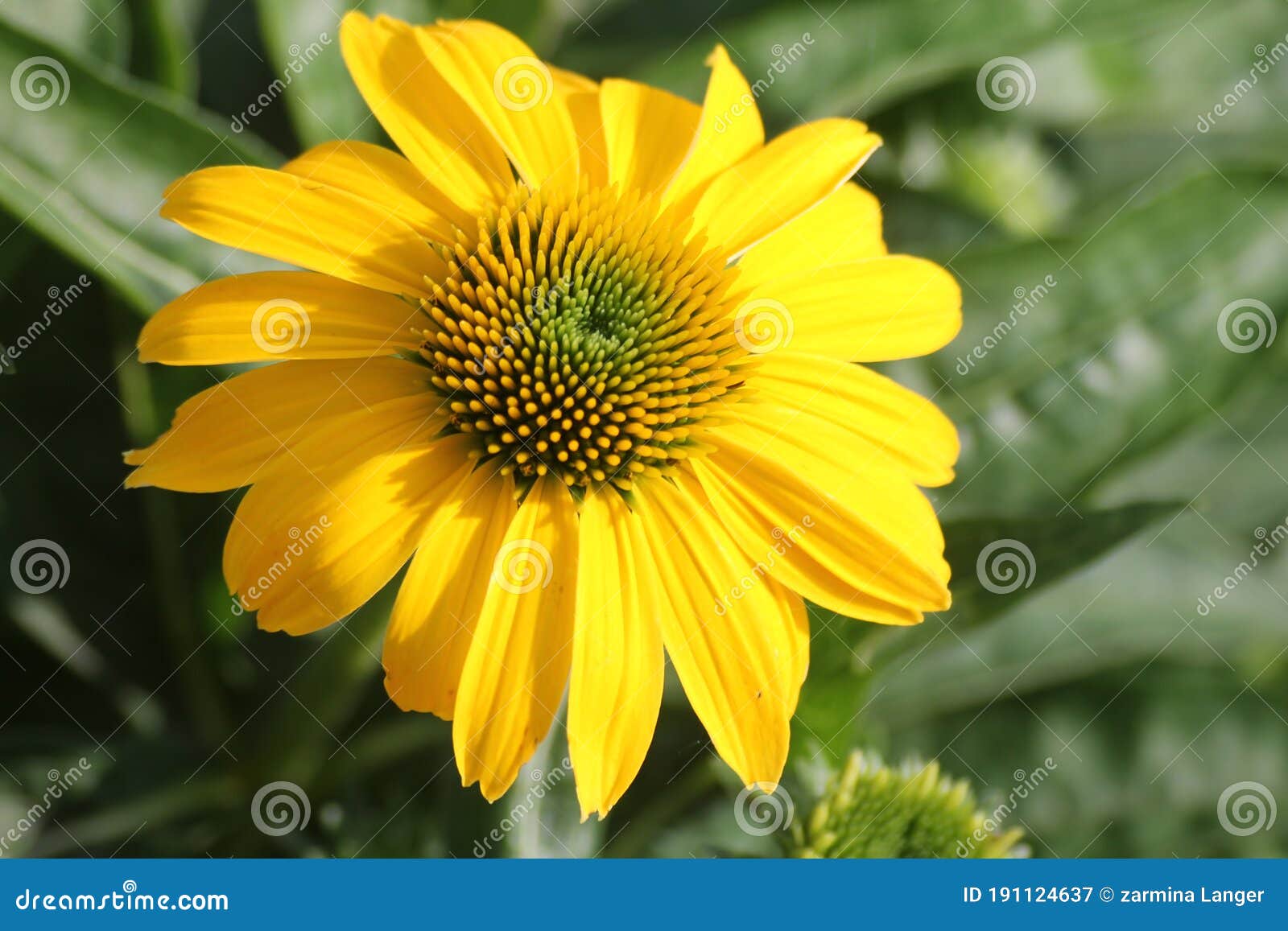 Yellow Flower Facing the Sun Stock Image - Image of pollen, plant ...