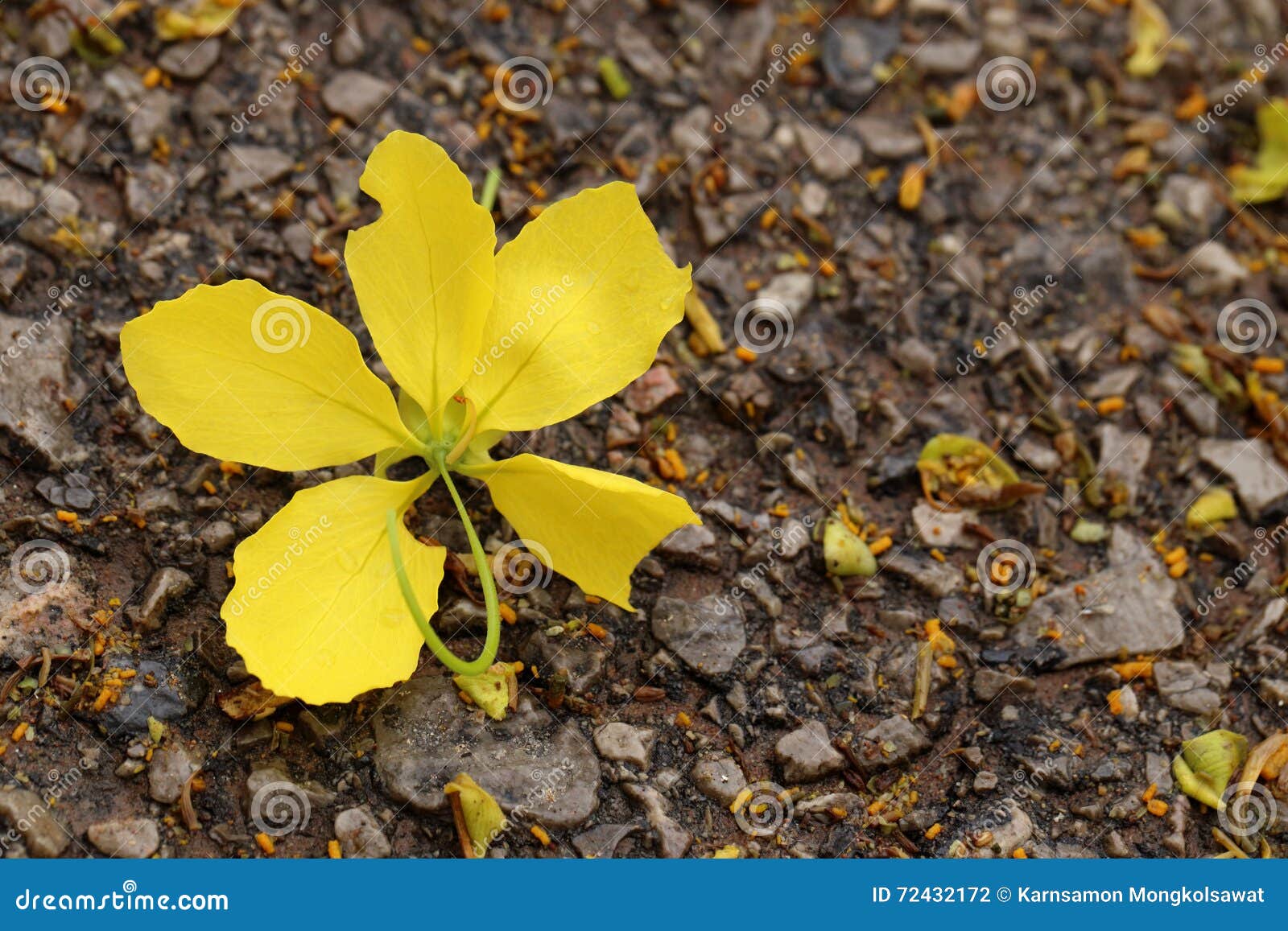 Yellow Flower Fall on Floor Stock Photo - Image of floor, macro: 72432172