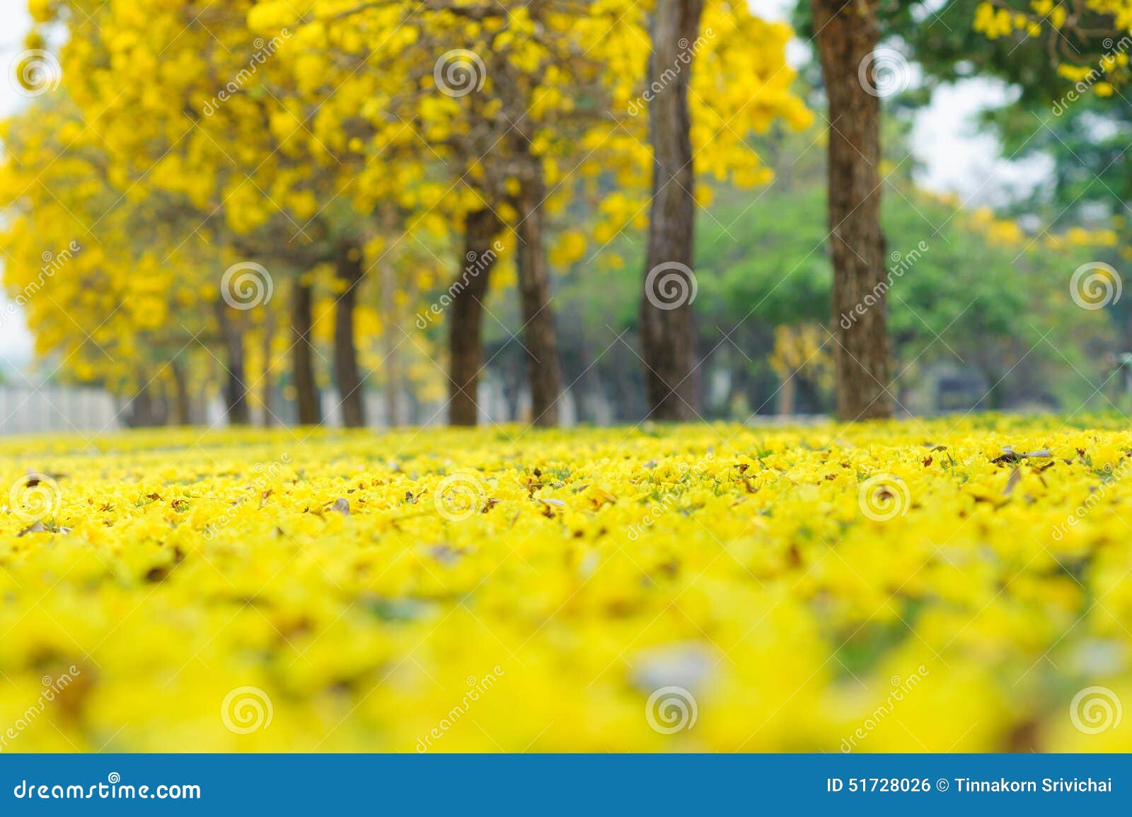 Yellow Flower Fall from the Tree Stock Photo - Image of yellow, summer ...