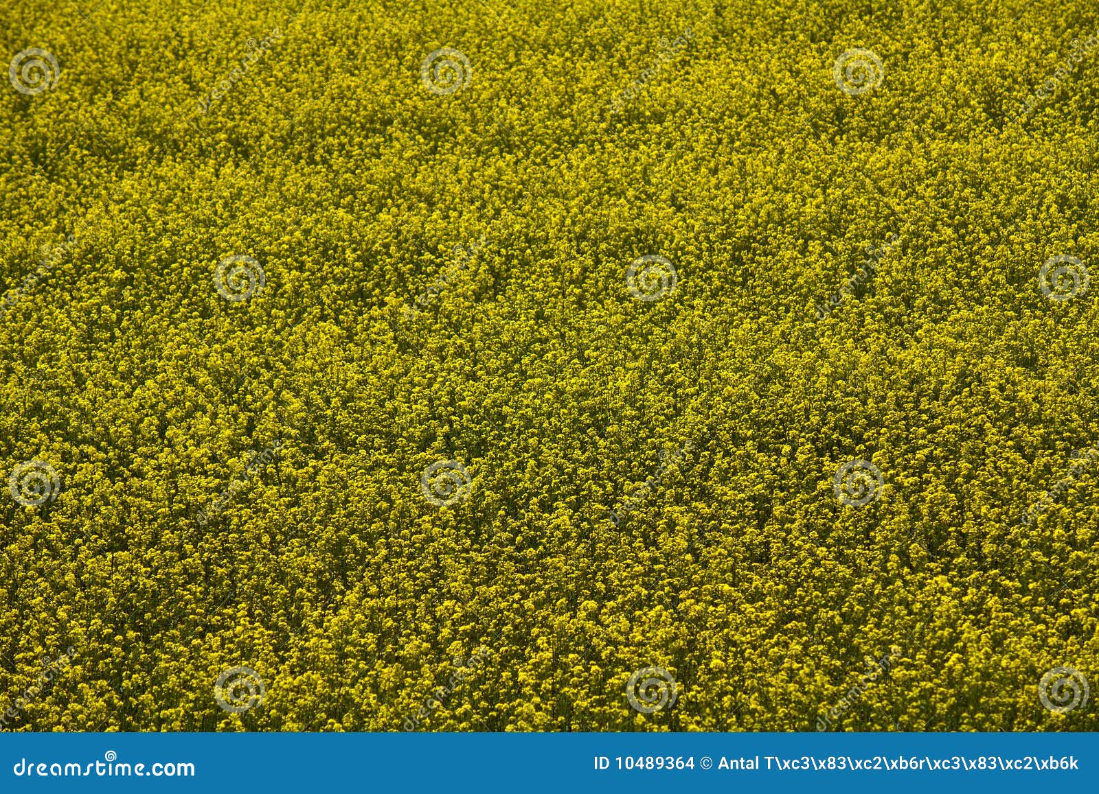 Yellow flower field stock photo. Image of countryside - 10489364