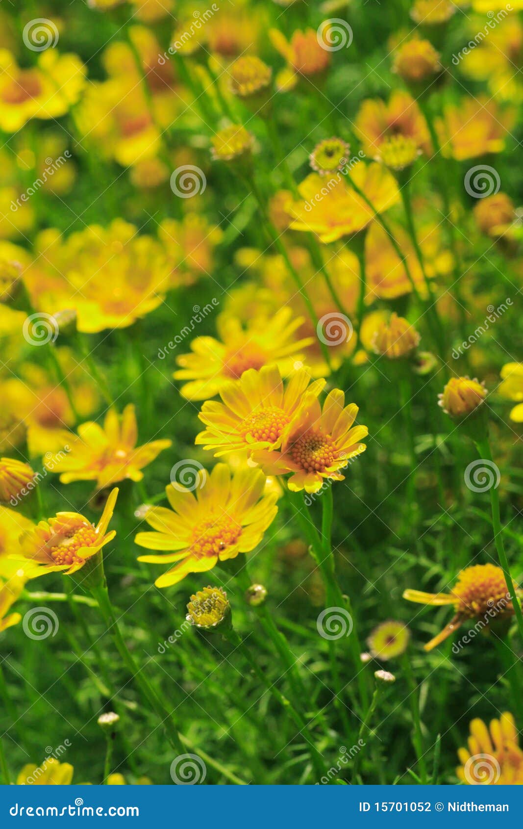 Yellow Flower in Field stock photo. Image of natural - 15701052