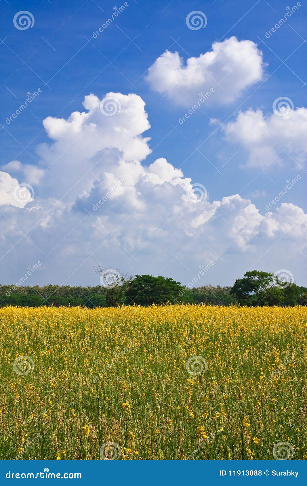 Yellow Flower Field and Blue Sky Stock Photo - Image of blossom, blue ...