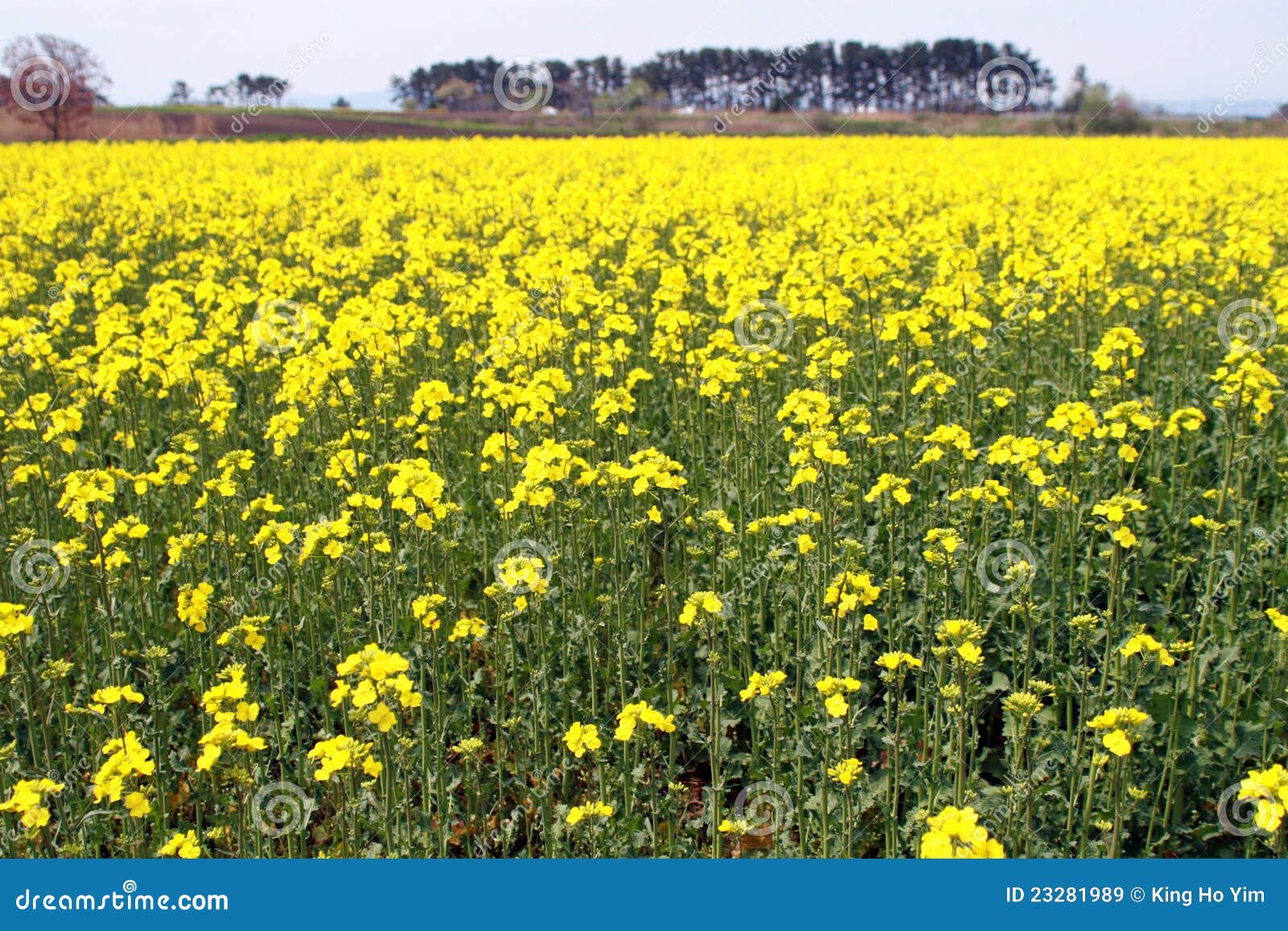 Yellow Flower Field in Japan Stock Image - Image of rural, summer: 23281989