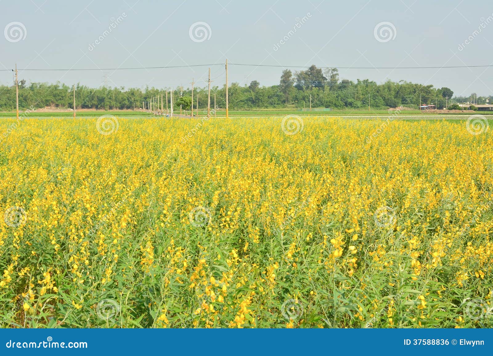 Yellow flower fields stock photo. Image of farmland, field - 37588836