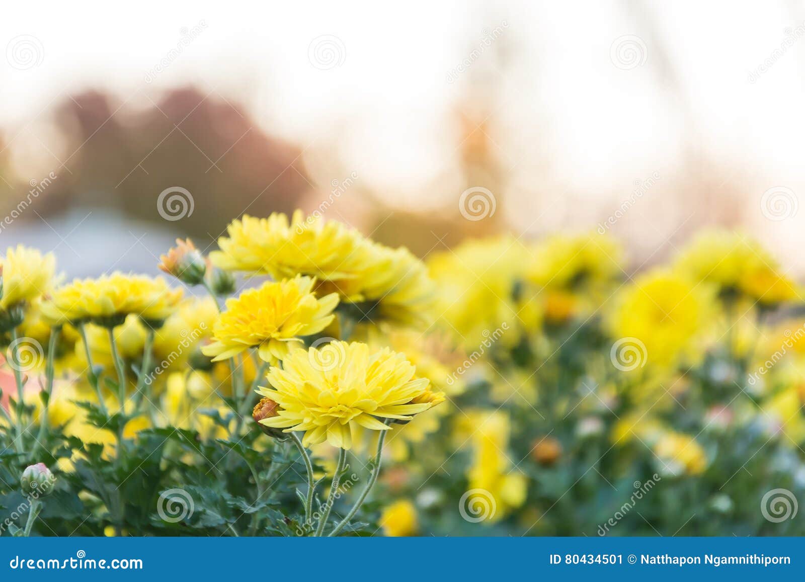 Yellow flower with flair stock image. Image of spring - 80434501