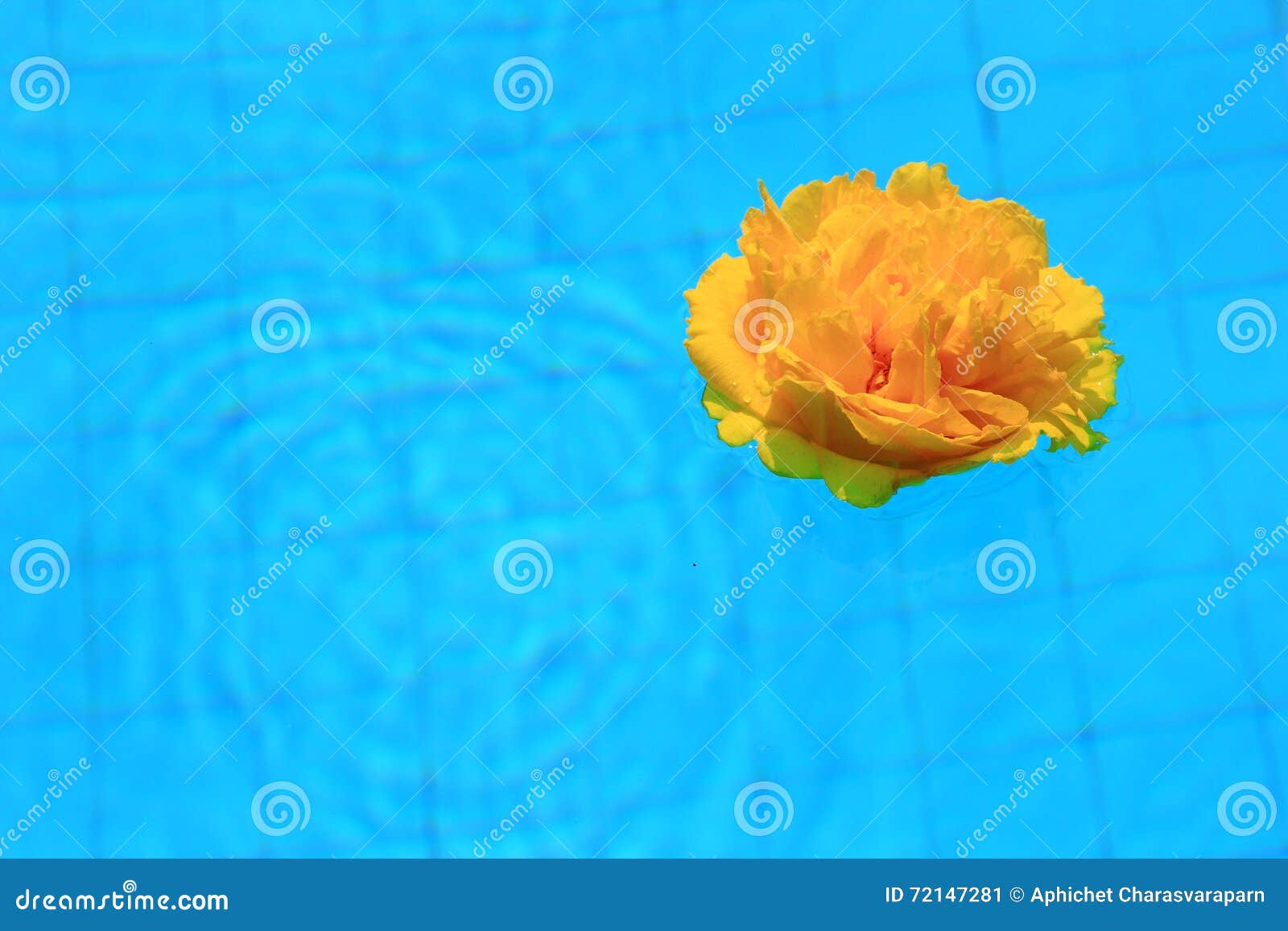 Yellow Flower Floating in Blue Pool Water Stock Image - Image of water ...