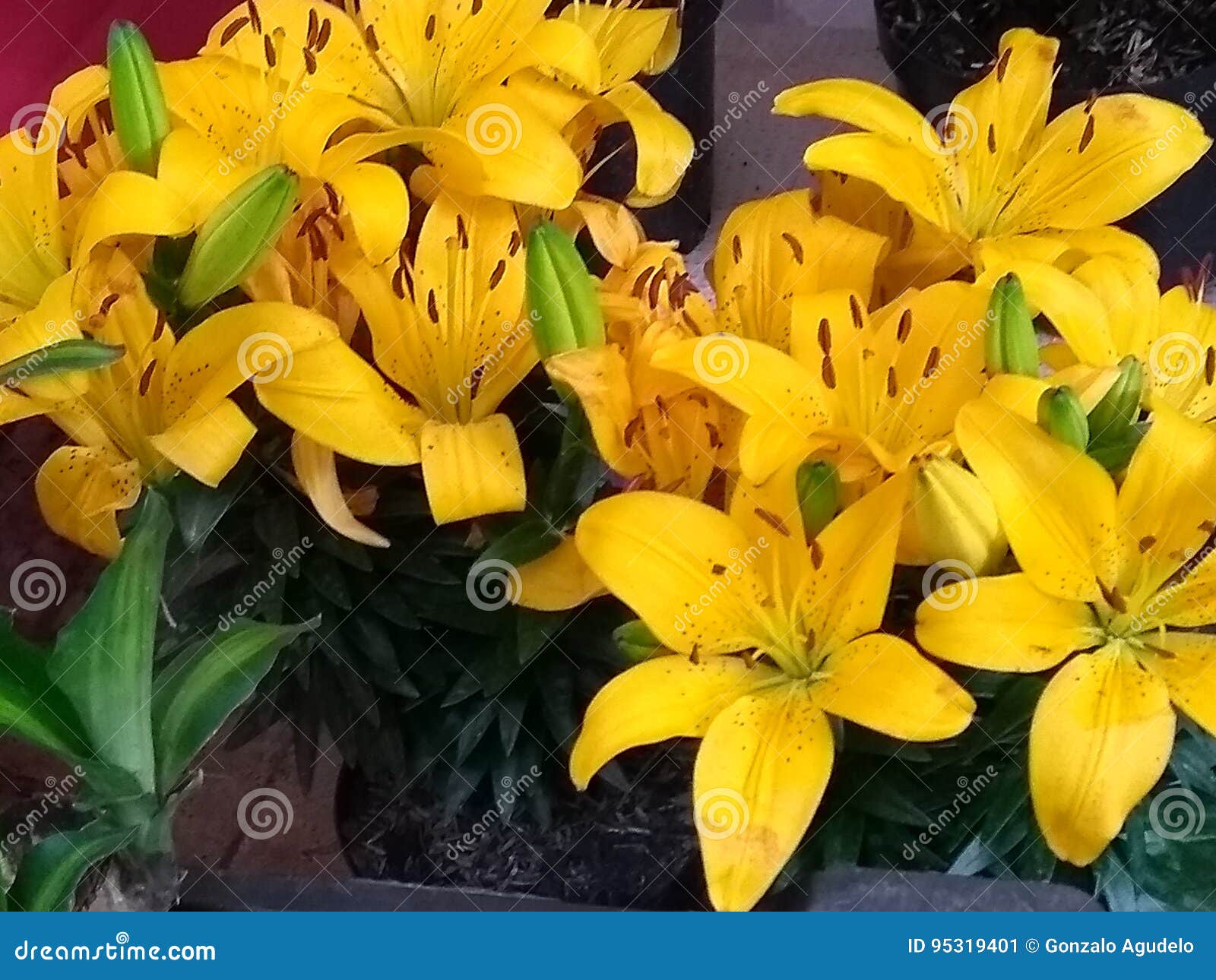 Yellow flower stock image. Image of flowe, green, yellow - 95319401