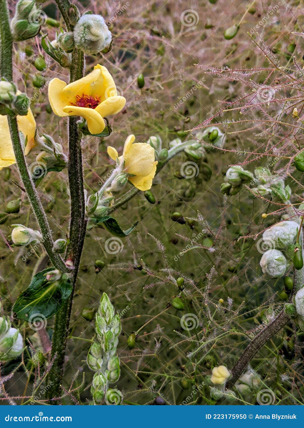 Yellow Flower in the Forest Stock Photo - Image of wildflower, wildlife ...