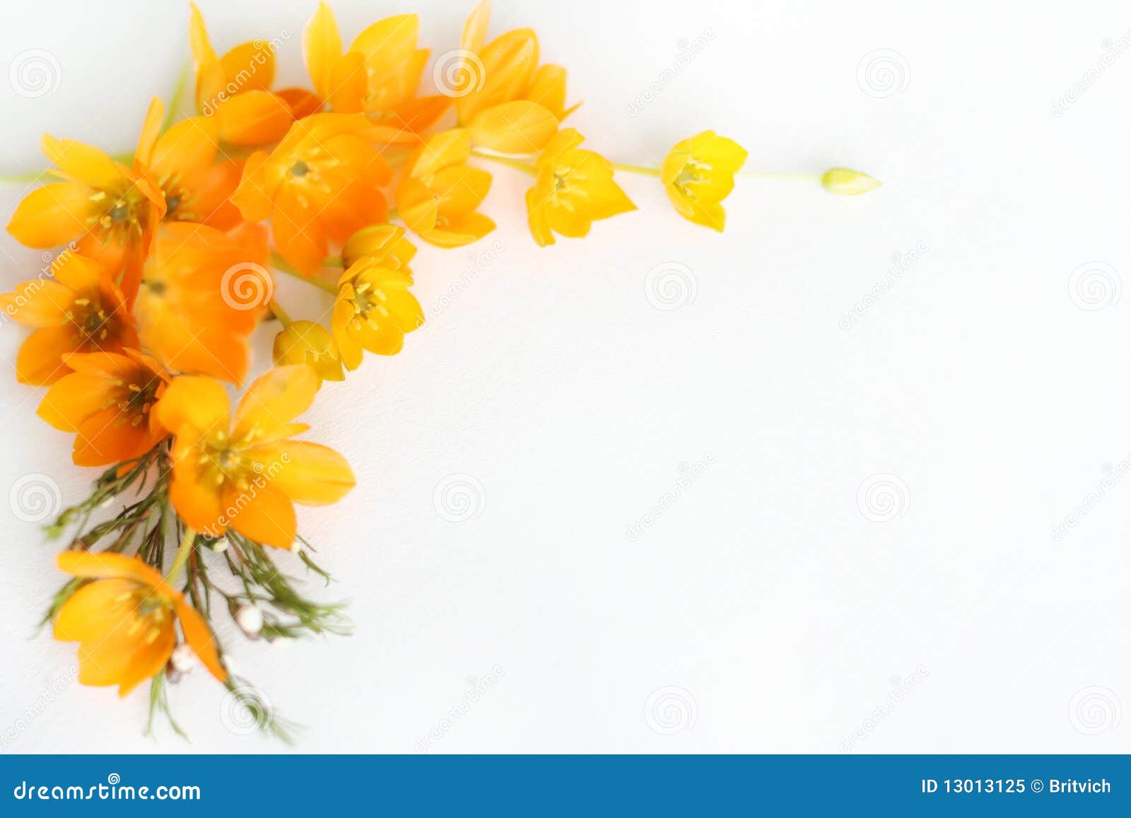 Yellow Flower Frame Royalty Free Stock Photo - Image: 13013125
