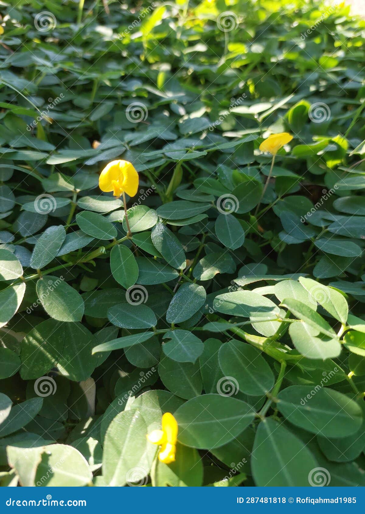 Yellow Flower and Green Leaf of Arachis Repens Un Bright Day Stock ...