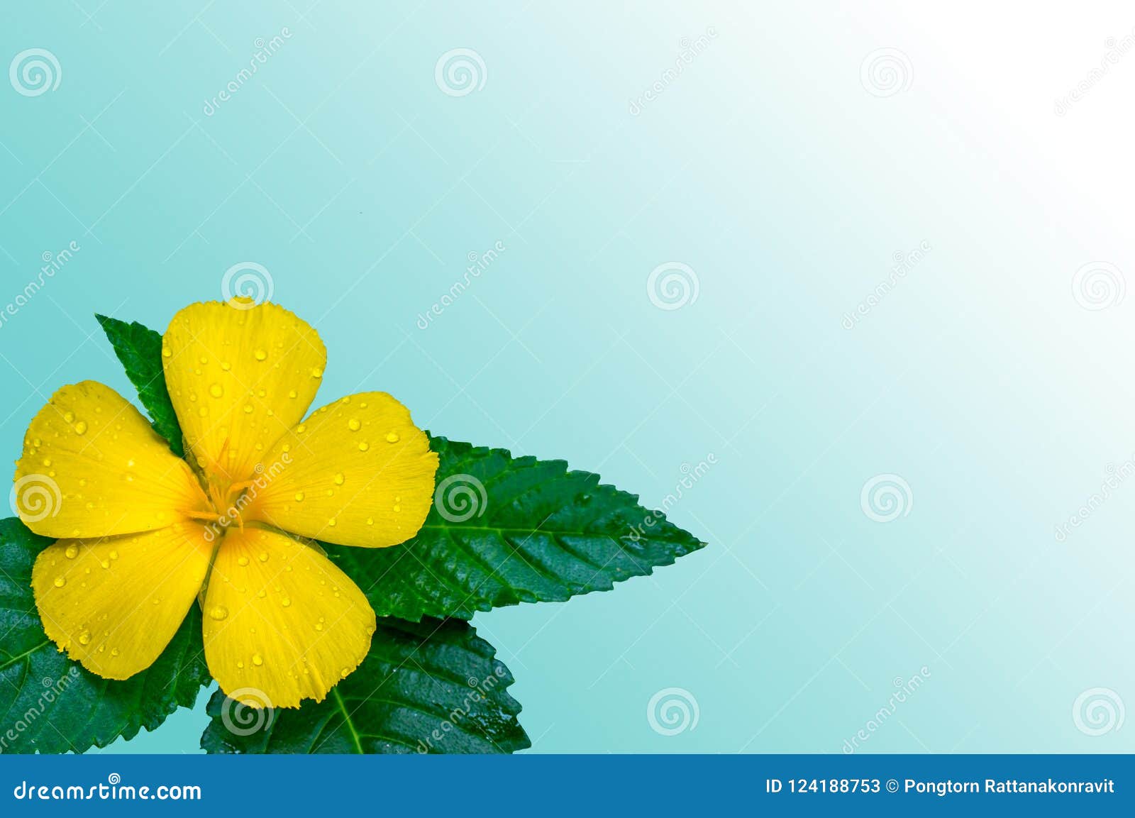 Yellow Flower with Green Leave on Gradient Background Stock Image ...