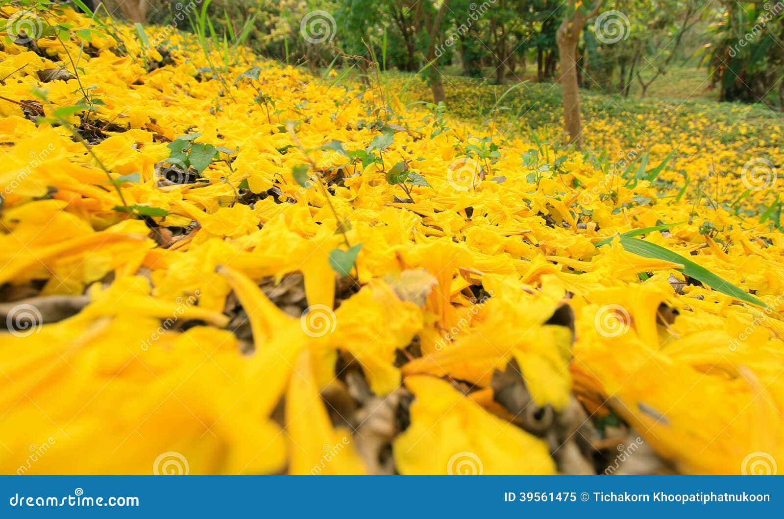 Yellow flower stock image. Image of formal, nature, bright - 39561475