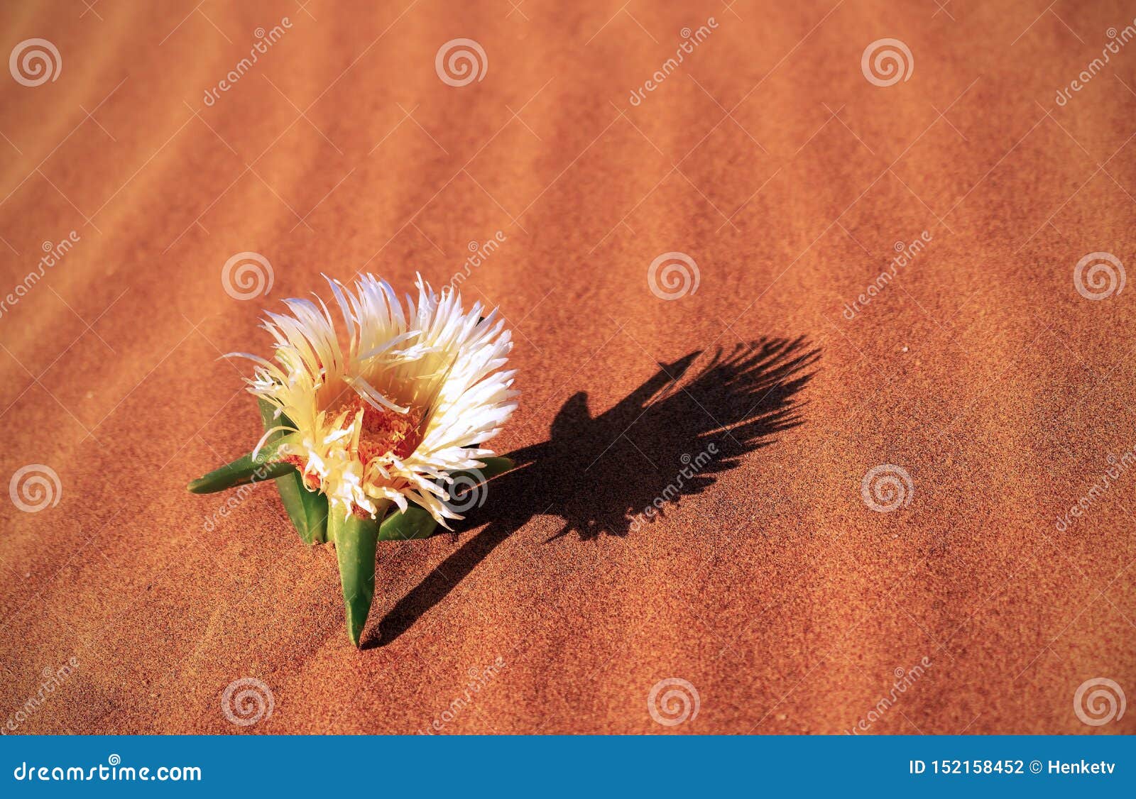 Yellow Flower Grows on a Sand Dune in the Desert Stock Photo - Image of ...