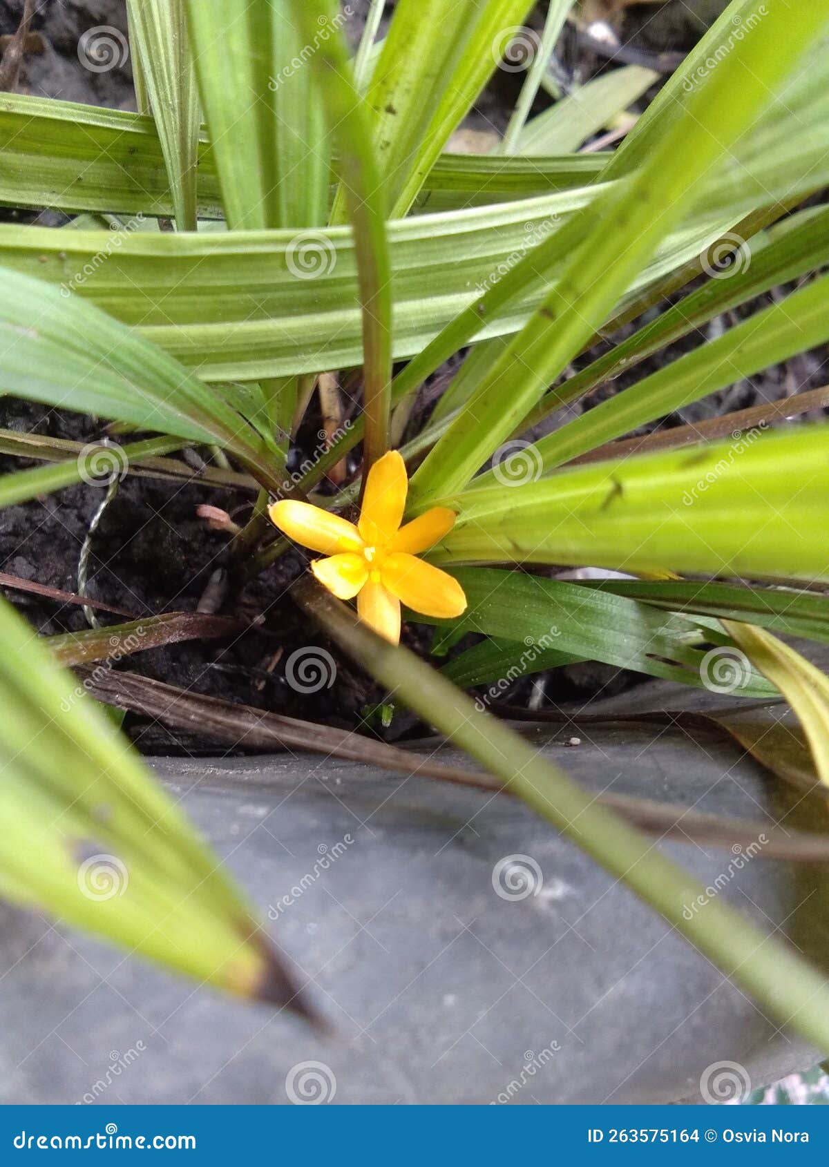 Yellow Flower Growth in the Leaf Axils Stock Photo - Image of yellow ...