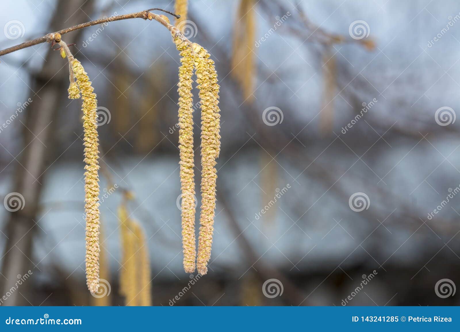 Yellow Flower Of The Hazel Or Corylus Plant Royalty-Free Stock Photo ...