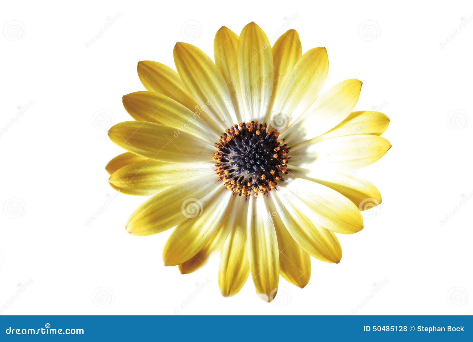Yellow Flower Head of African Daisy Stock Photo - Image of background ...