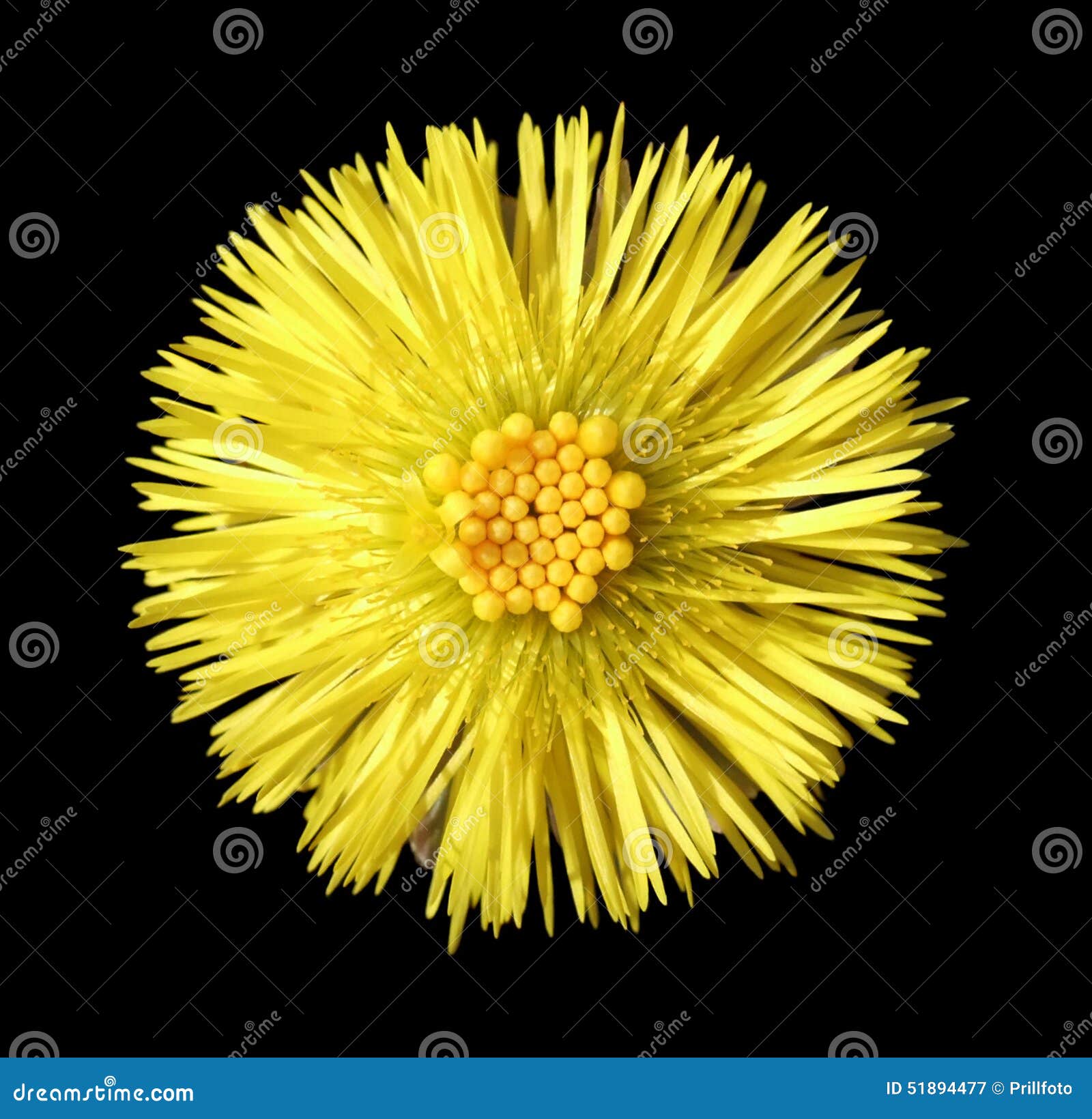 Yellow flower head stock image. Image of blooming, plant - 51894477