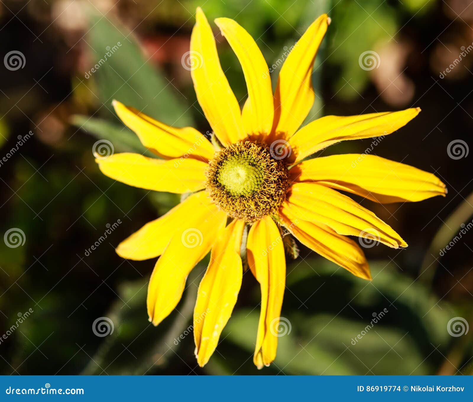 Yellow Flower Head of Rudbeckia Stock Photo - Image of decorative ...