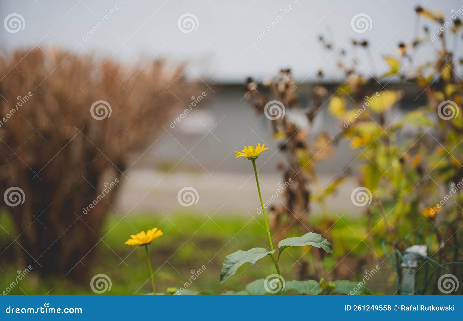 Yellow Flower Heliantus Occidentalis Stock Photo - Image of background ...