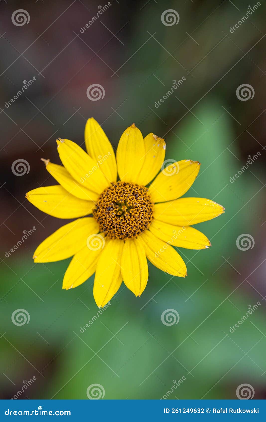 Yellow Flower Heliantus Occidentalis Stock Photo - Image of allergy ...