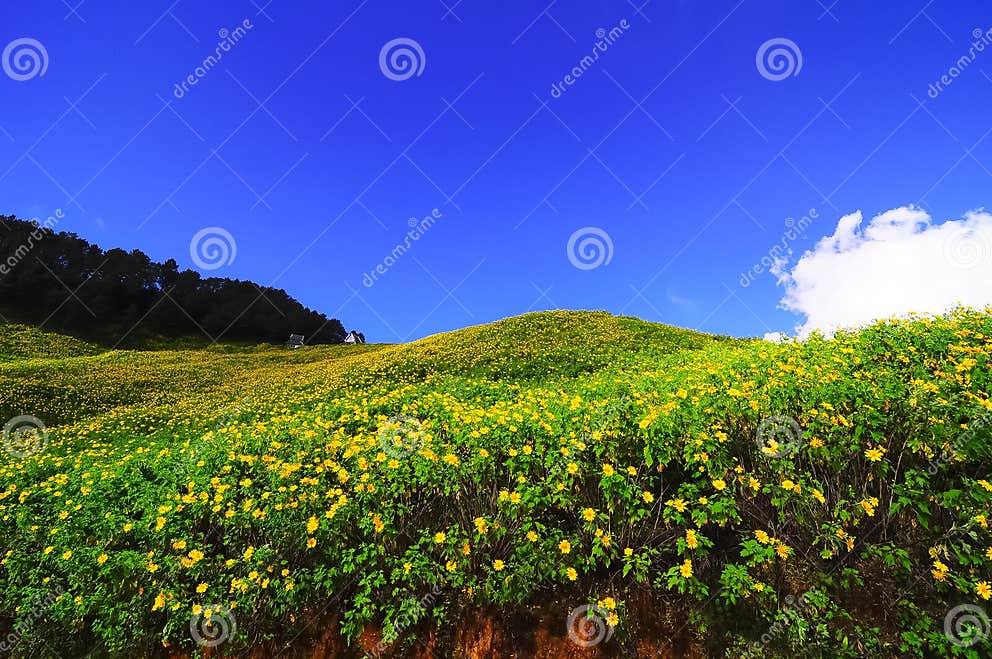 Yellow flower hill stock photo. Image of outdoor, botany - 24976980