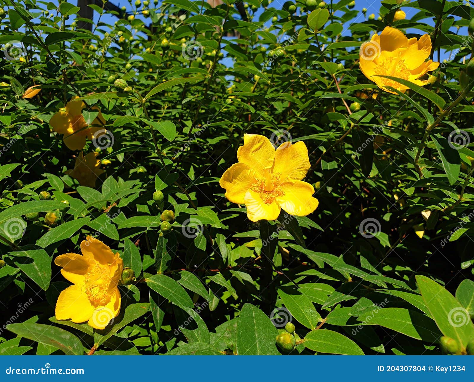 Yellow Flower of Hypericum Calycinum or Hypericum Perforatum Stock ...