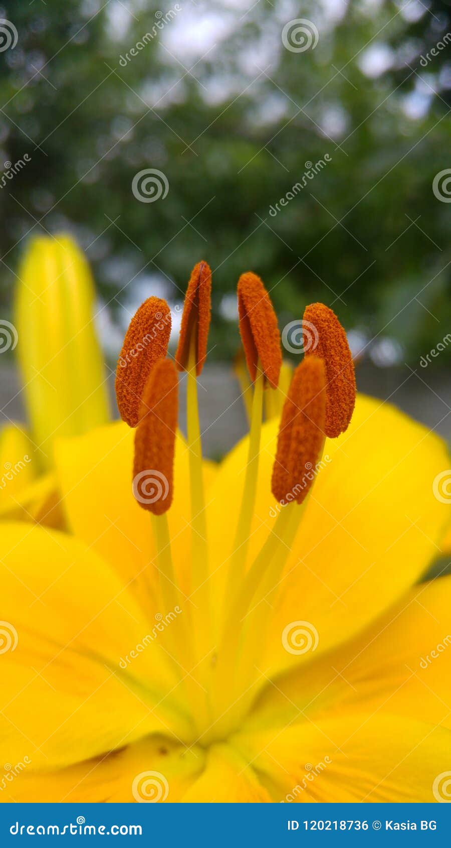 Yellow flower stock photo. Image of nature, macrophotography - 120218736