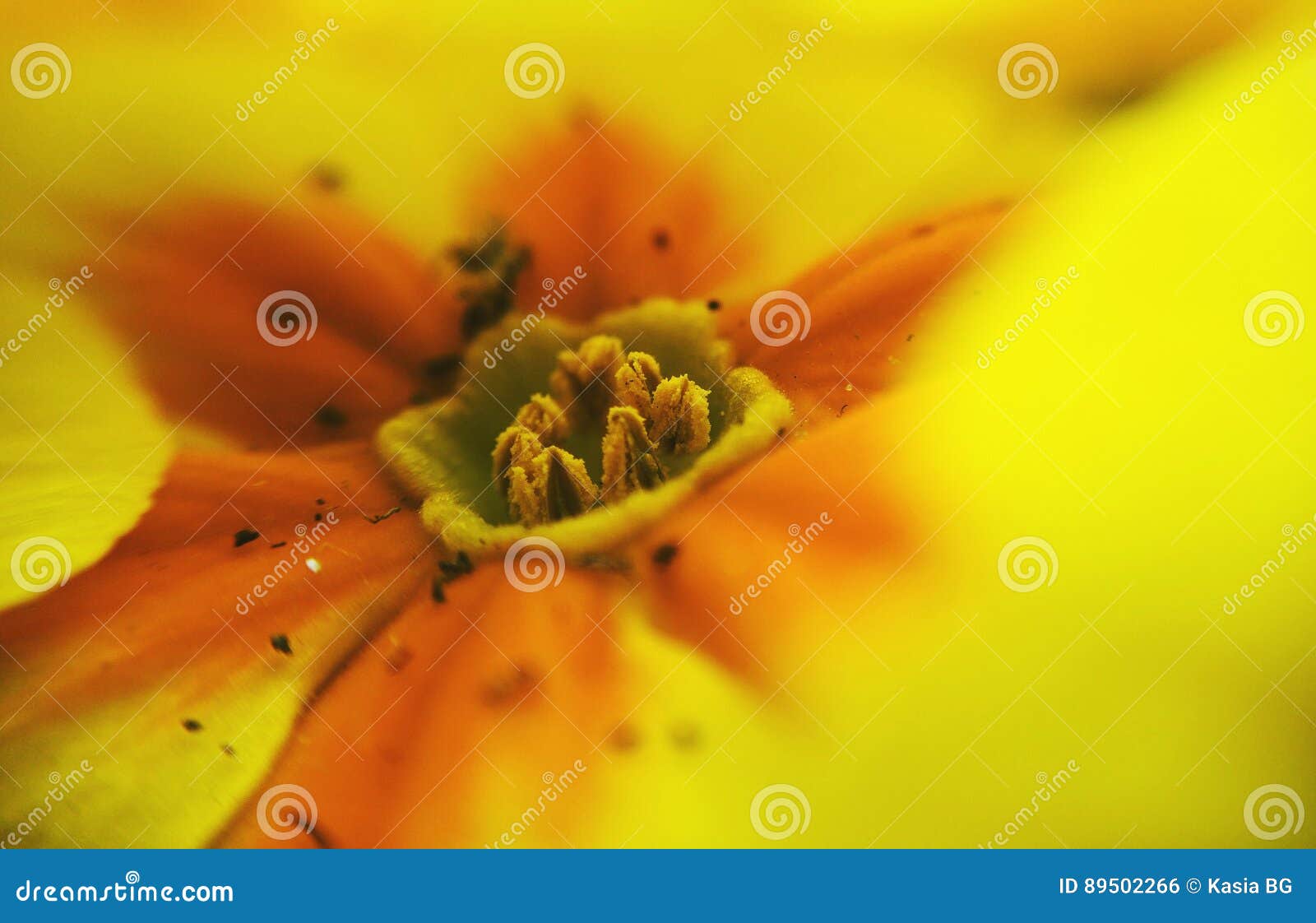 Yellow flower stock photo. Image of yellow, orange, flower - 89502266