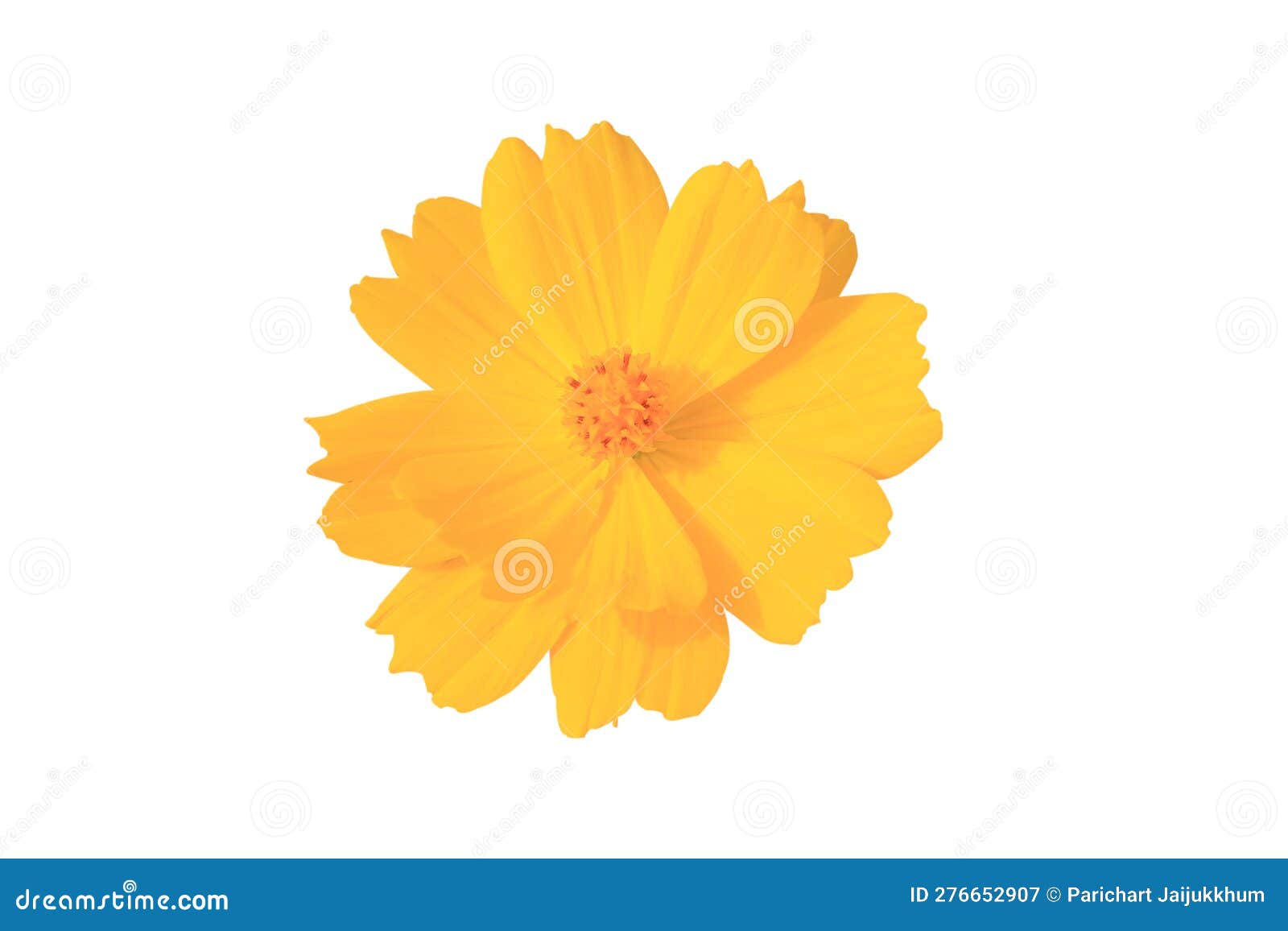 Yellow Flower Isolated on White Background Stock Image - Image of ...