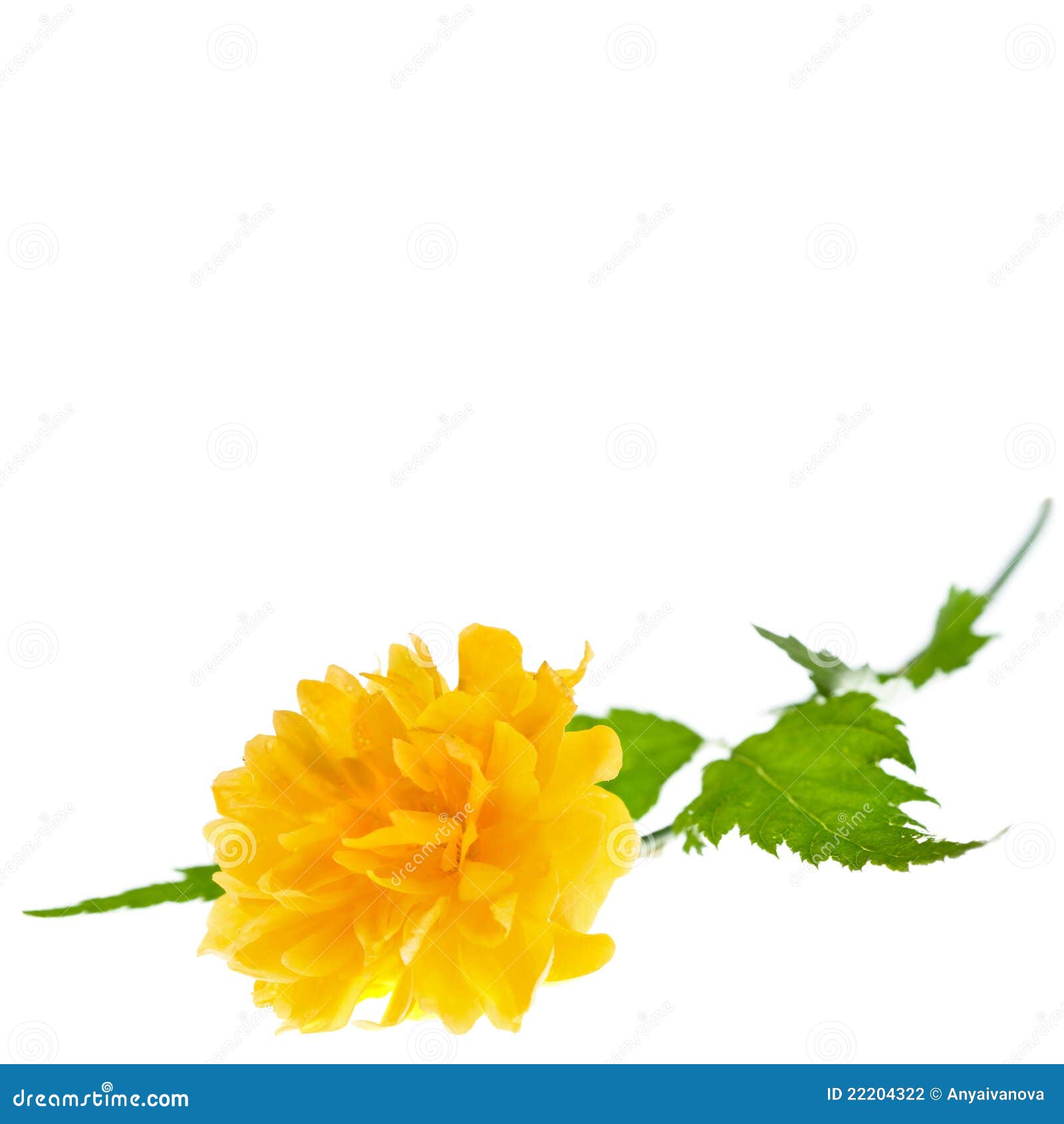 Yellow Flower of Japanese Kerria Stock Photo - Image of copy, japanese ...