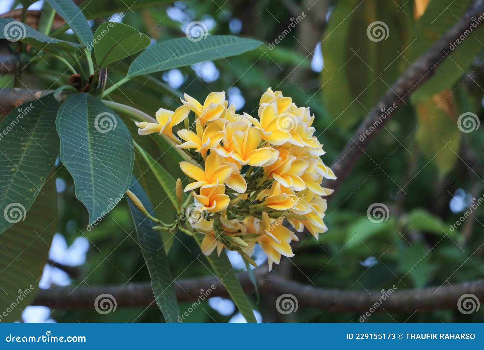 Yellow Flower of Kamboja Tree Stock Image - Image of tres, produce ...