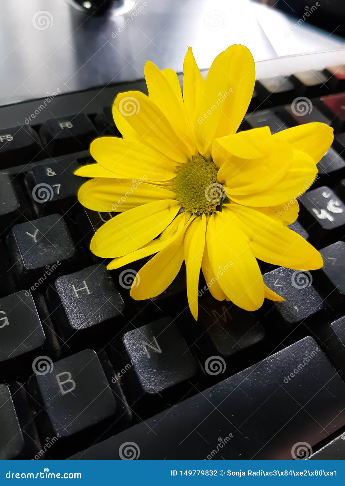 Yellow Flower on the Keyboard Stock Photo - Image of keyboard, yellow ...