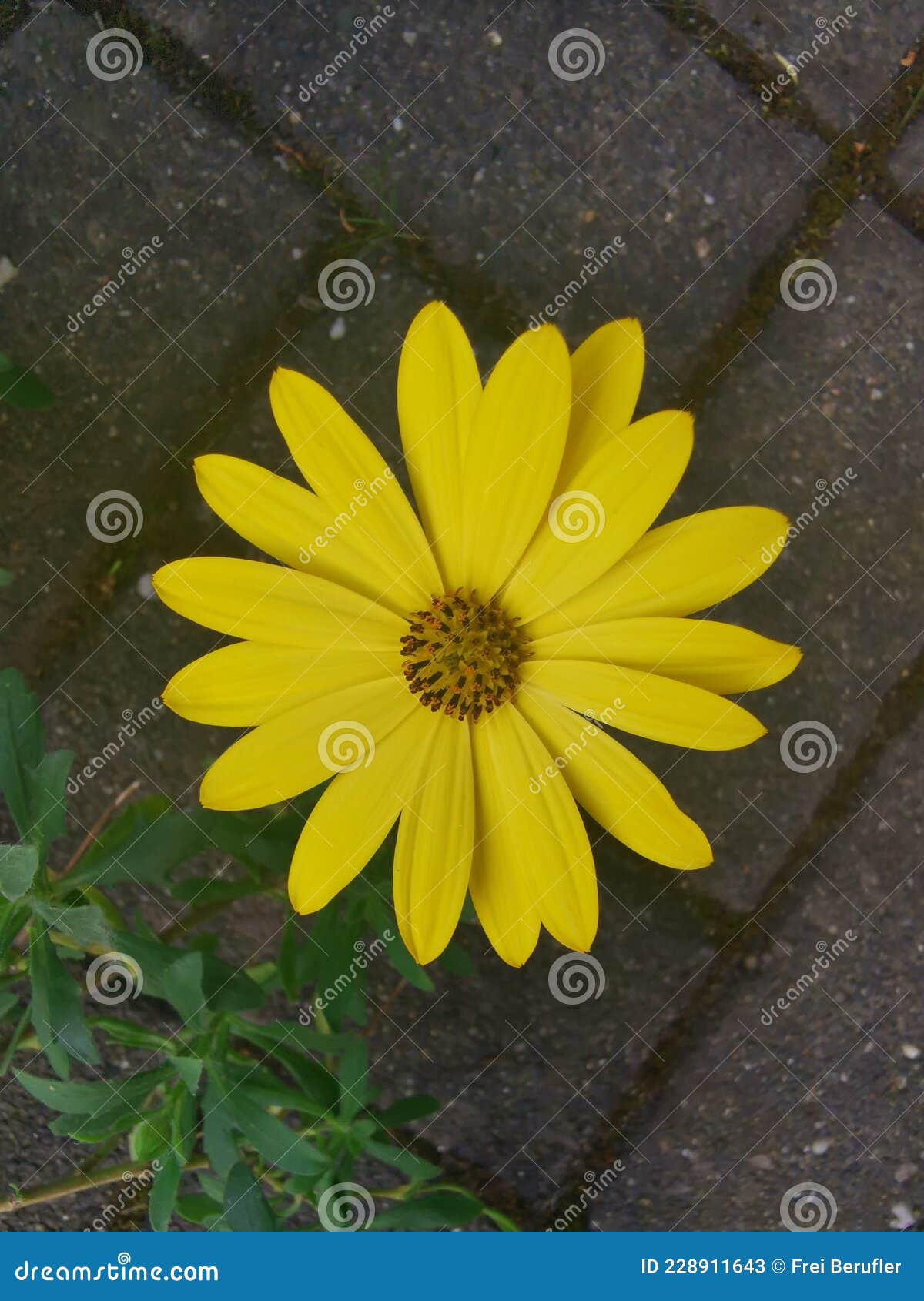 Yellow Flower with Yellow Leaves and Yellow Stigma Stock Image - Image ...