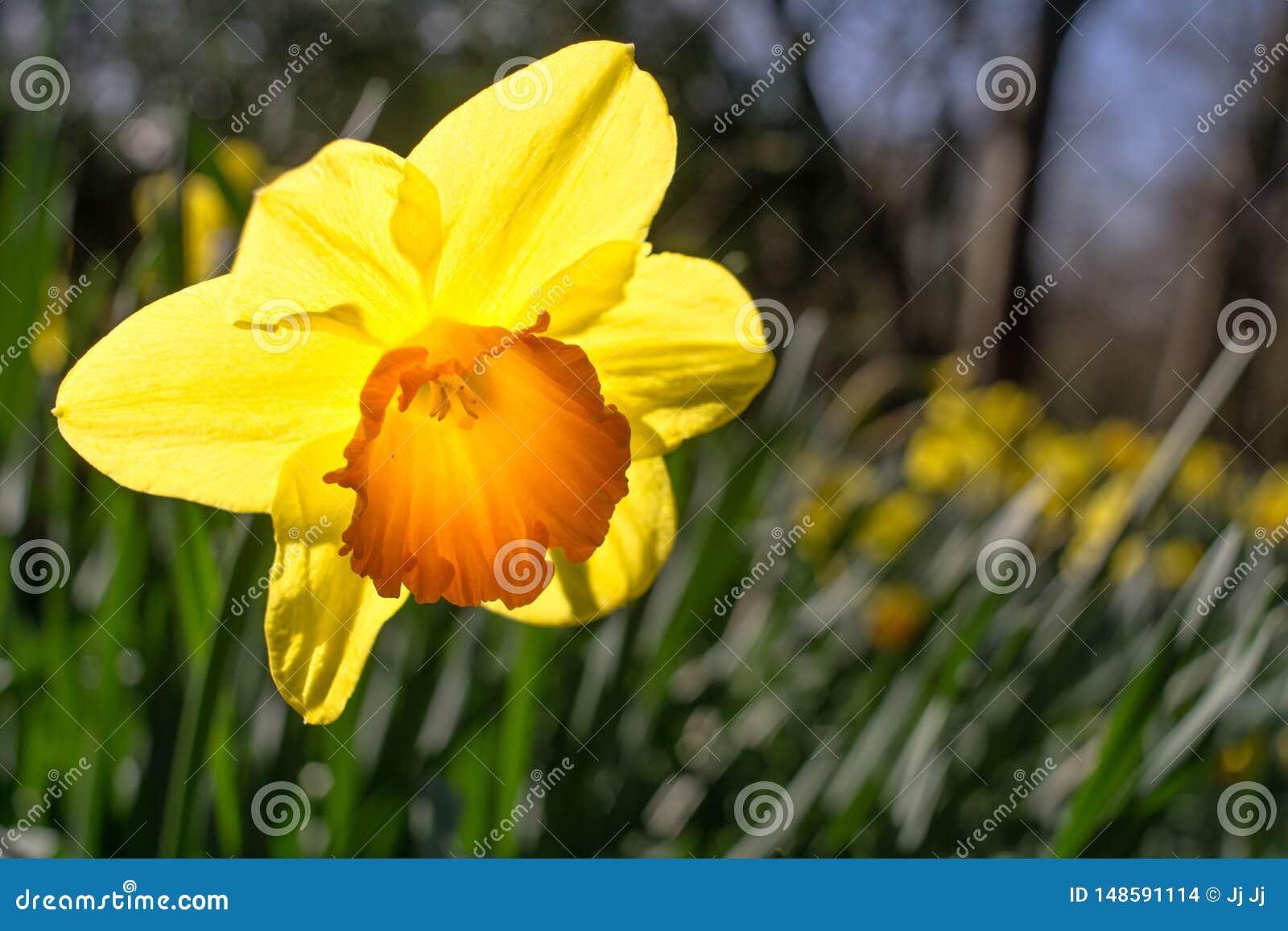 Yellow Flower Lit from Behind by the Sun Stock Photo - Image of ...