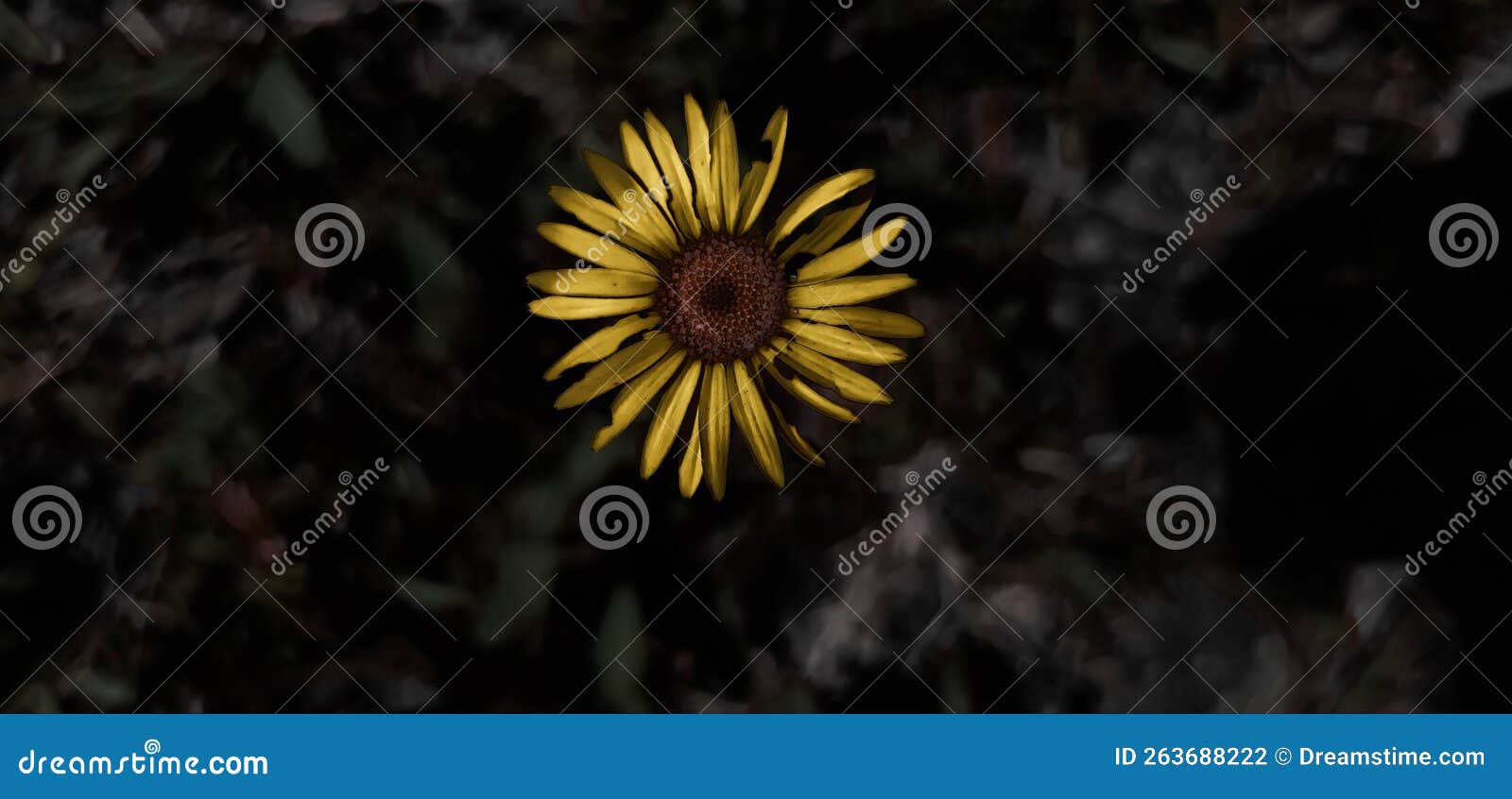 Yellow Flower Look Like Sunflower Stock Photo - Image of flower, look ...