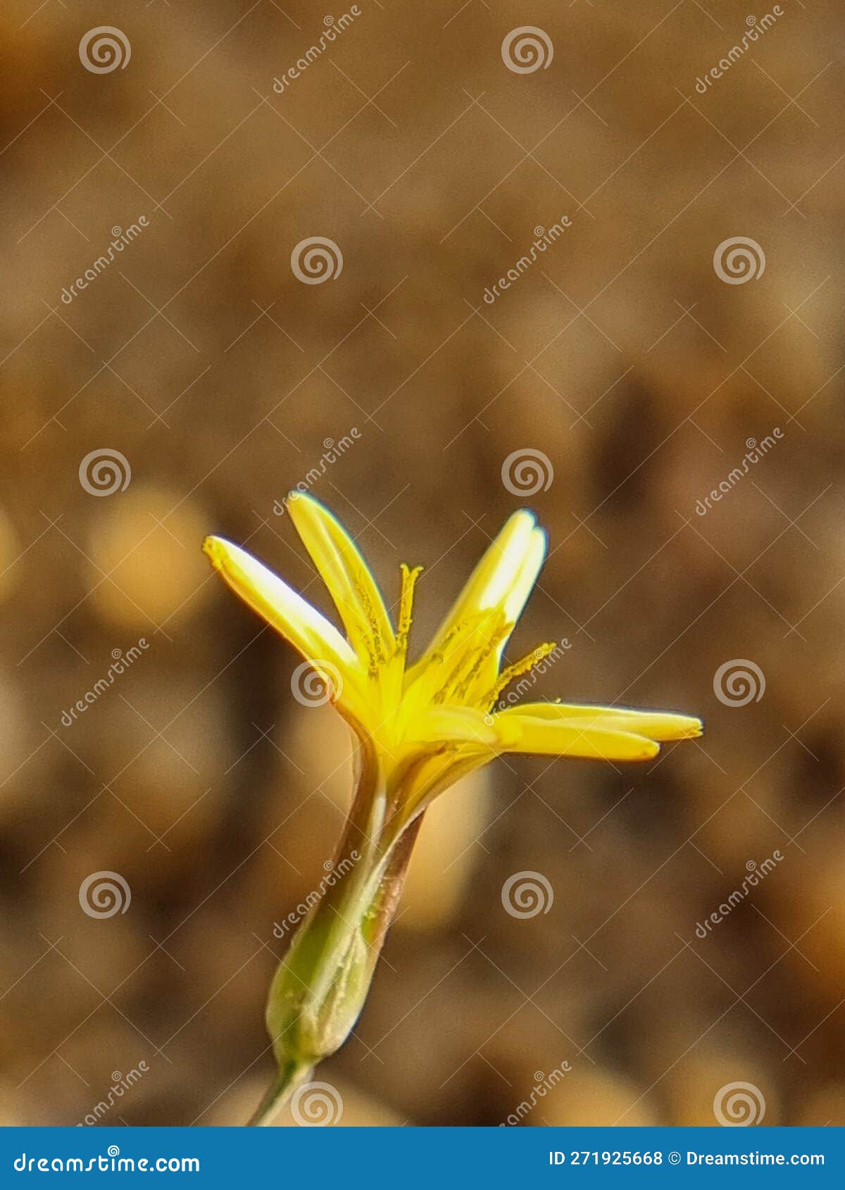 Yellow Flower in a Macro Shot with BG Blur Stock Photo - Image of shot ...