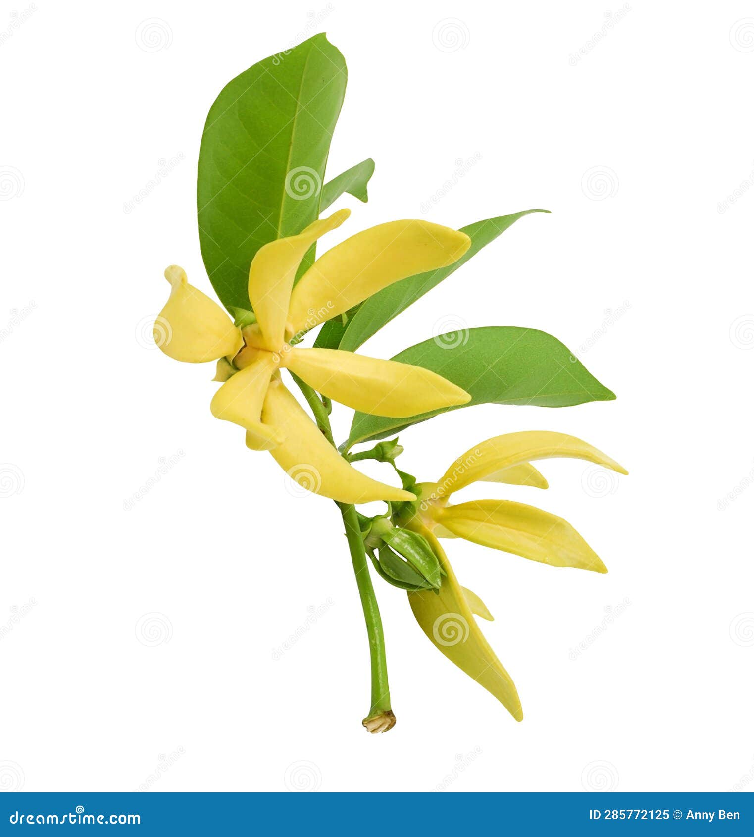 Yellow Flower, Magnolia Champaca Flower Isolated on White Background ...