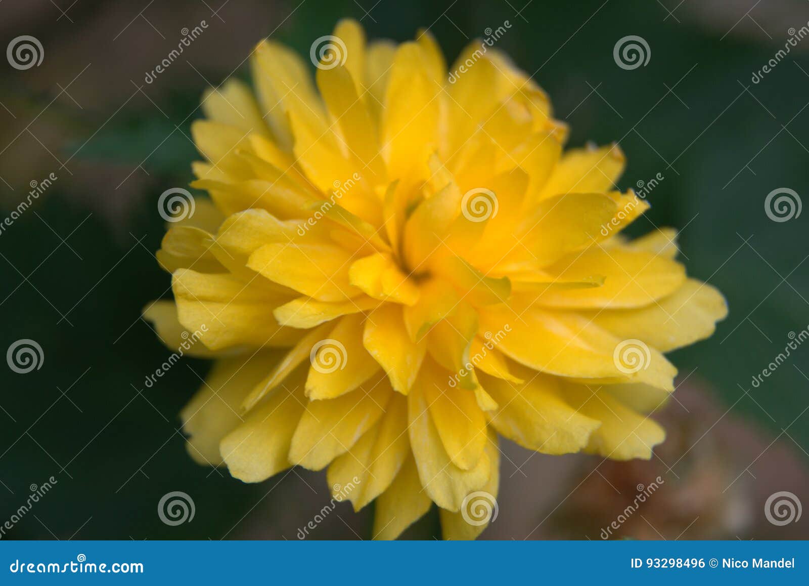 Yellow Flower stock photo. Image of round, yellow, flower - 93298496